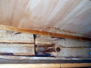 Log Cracks and Checks | Log Drafts and Leaks | Edmunds and Company